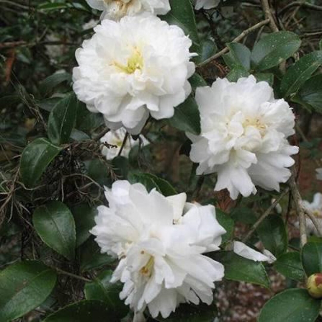 Snow on the Mountain Camellia – White Variegated Evergreen Camellia ...
