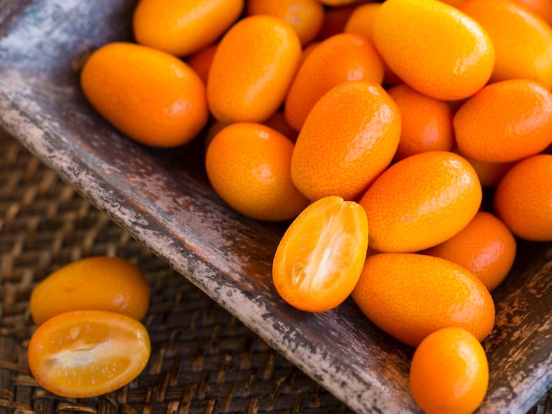 Nagami Kumquat Tree Live Citrus 2–3 Ft Tall – Edible Peel Sweet Tart ...