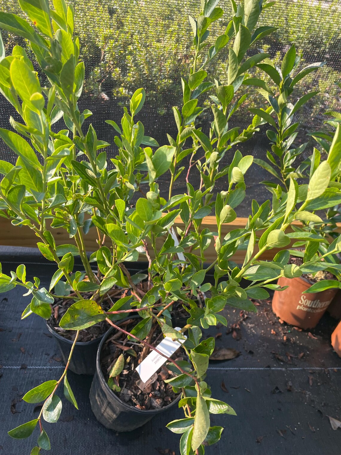 Powder Blue Blueberry Bush: Late-season Rabbit Eye Variety - Etsy