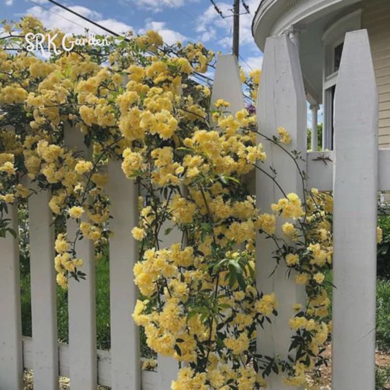 Lady Banks Climbing Rose: Thornless Yellow Perennial Vine - 2ft Starter ...