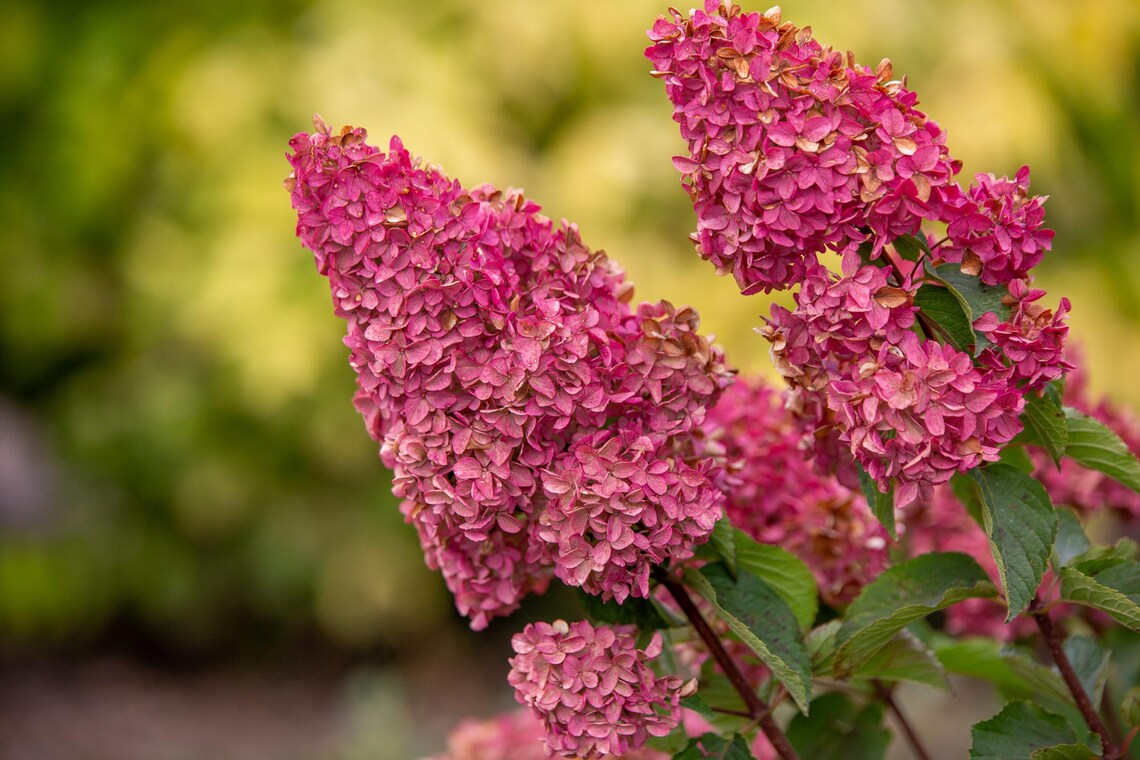Berry White Hydrangea Tree Shrub – First Editions Panicle Hydrangea ...