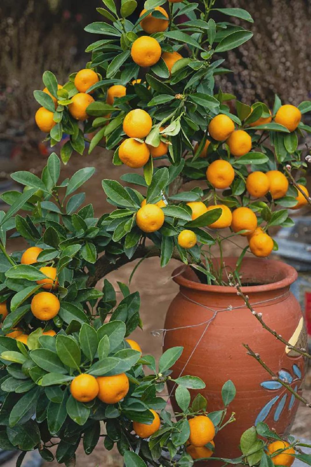 Owari Satsuma Tree 2–3 Ft Tall | Cold Hardy Citrus Tree Grafted | Sweet ...