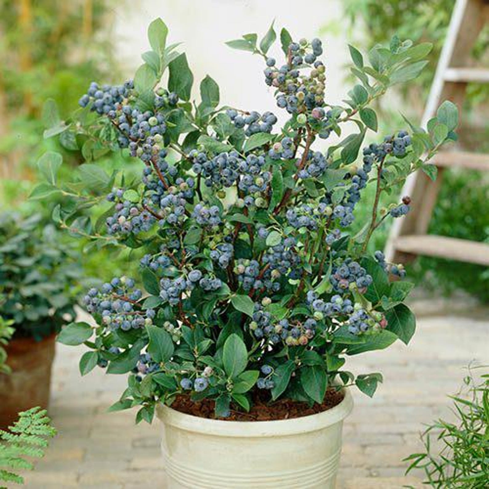 Silver Dollar Blueberry Bush: Compact Fruit Tree for Containers (live ...