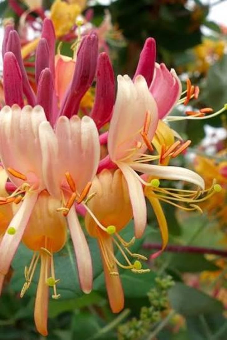 Peaches and Cream Honeysuckle Vine – Variegated Fragrant Climber – Fast ...