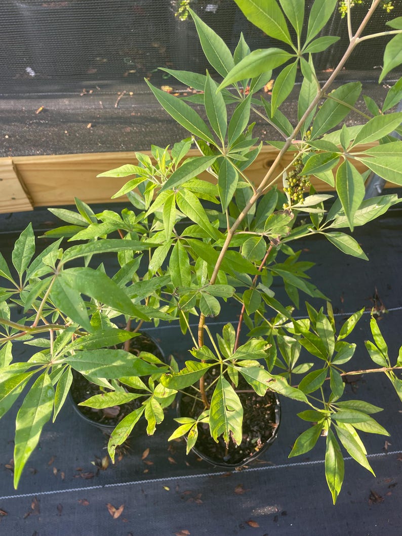 Shoal Creek Vitex Tree – Fast Growing, Heat-loving, Drought Tolerant; Lavender-blue Blooms ...