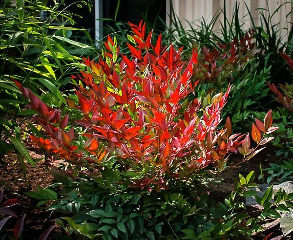 Obsession Nandina – Southern Living Plant Collection – Red New Growth ...