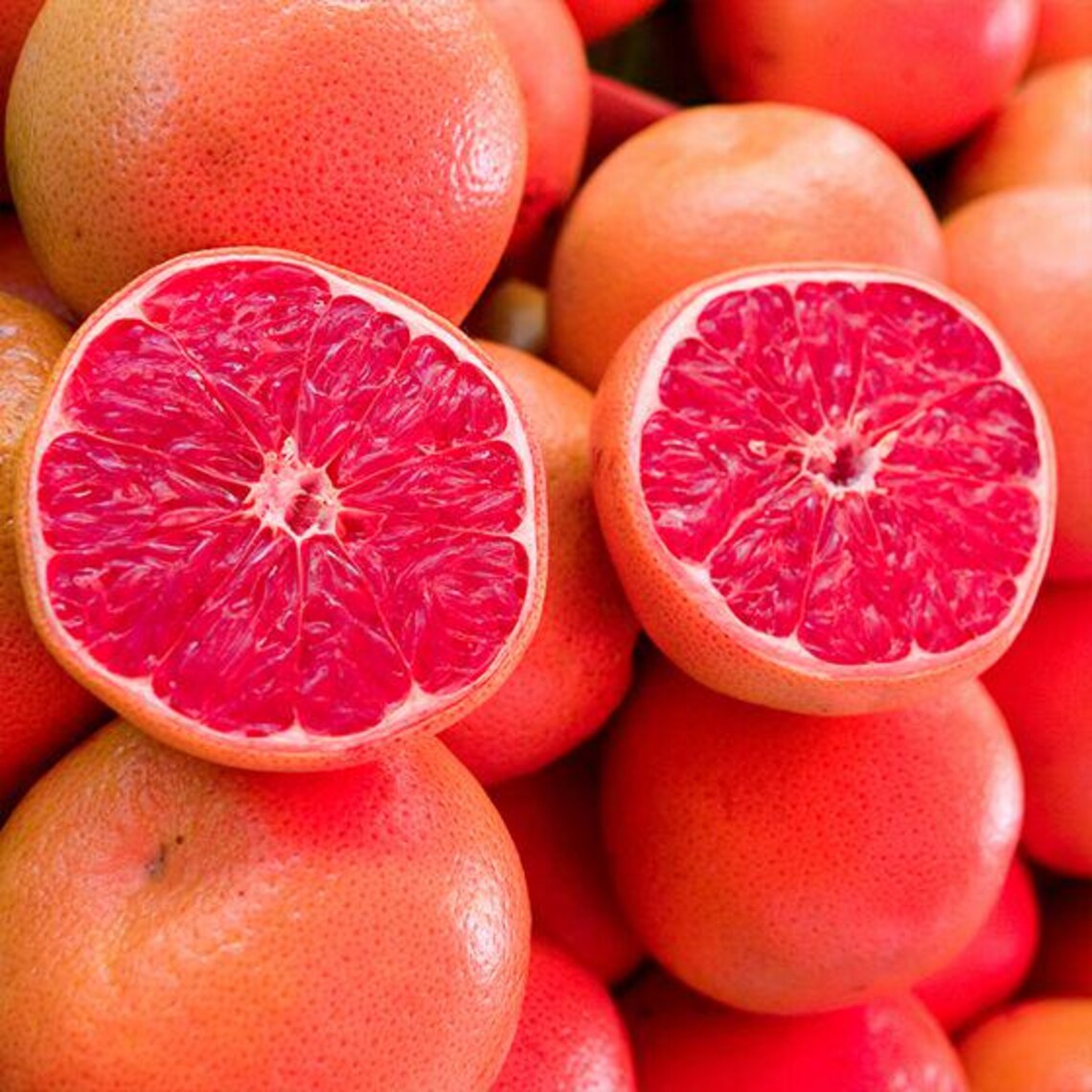 Cara Cara Red Navel Orange Tree 2–3 Ft Tall | Pink Flesh Citrus Tree ...