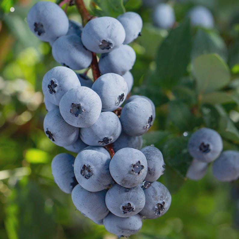 Austin Blueberry Bush: Early-season Rabbit Eye Variety - 1 Gallon Live ...