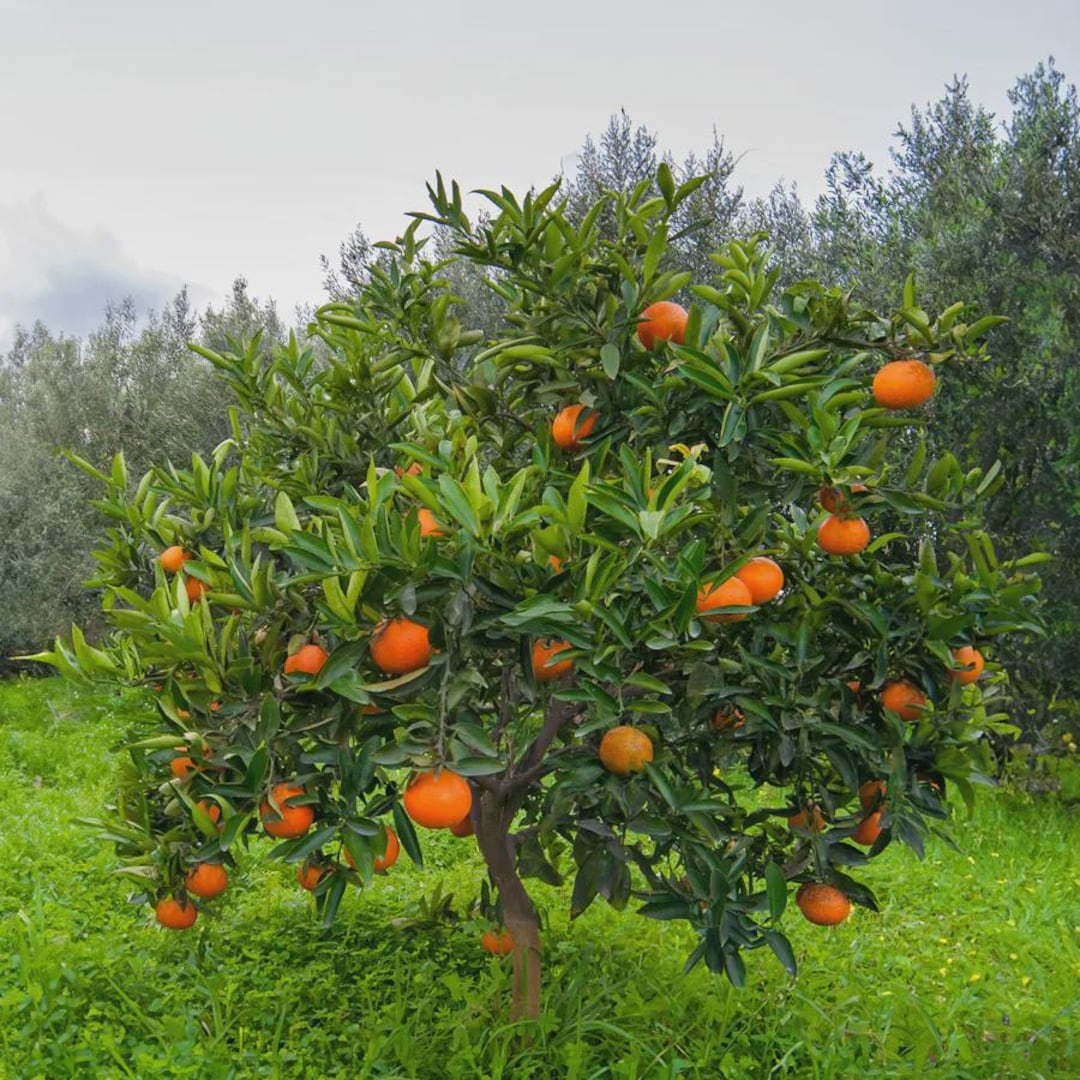 Washington Navel Orange Tree 2–3 Ft Tall | Seedless Citrus Tree Grafted ...