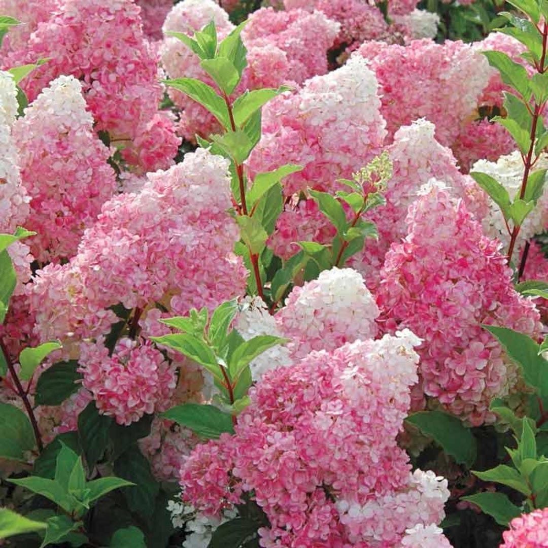 Strawberry Sundae Hydrangea 1 Gallon Live Plant | Compact Pink Panicle ...