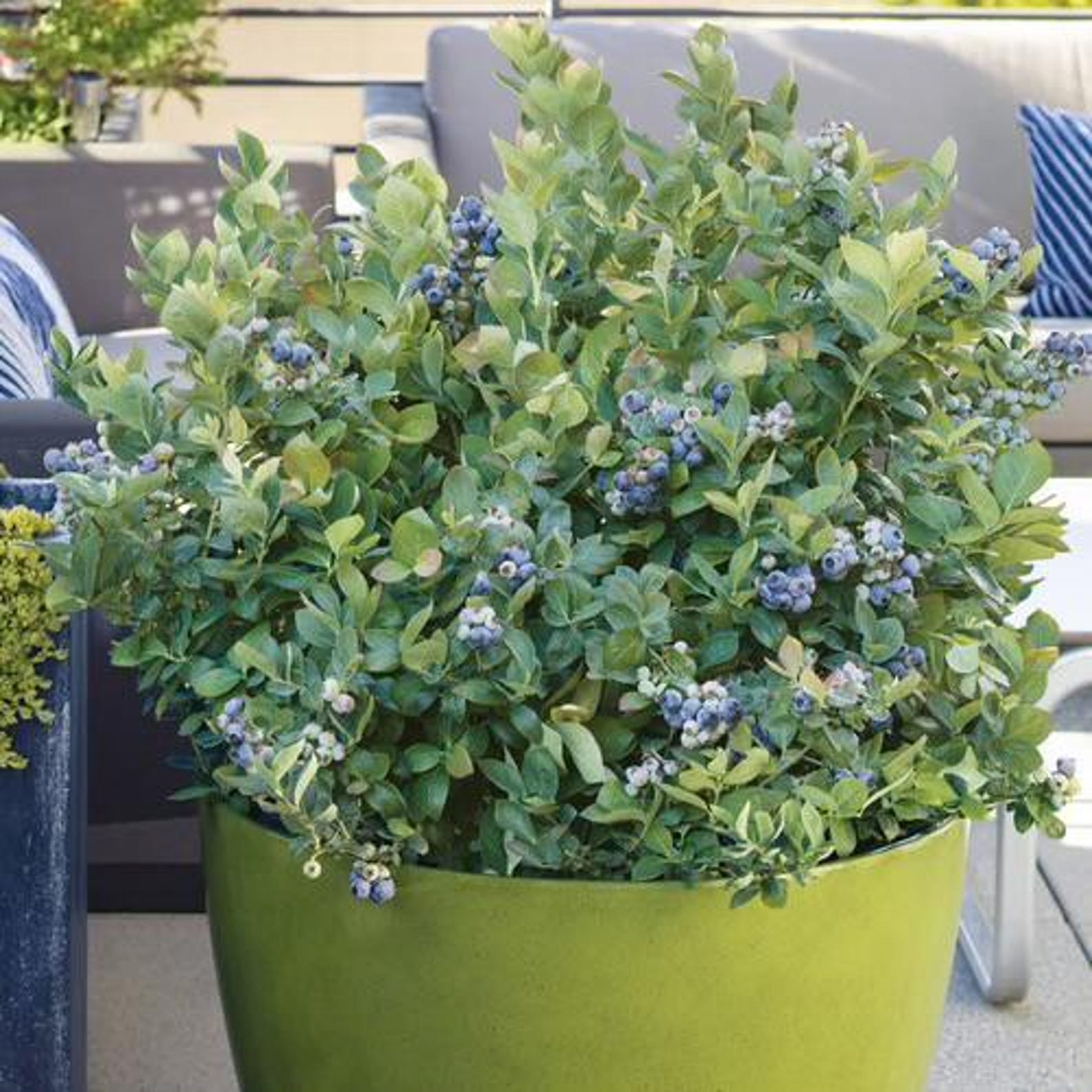 Silver Dollar Blueberry Bush: Compact Fruit Tree for Containers (live ...