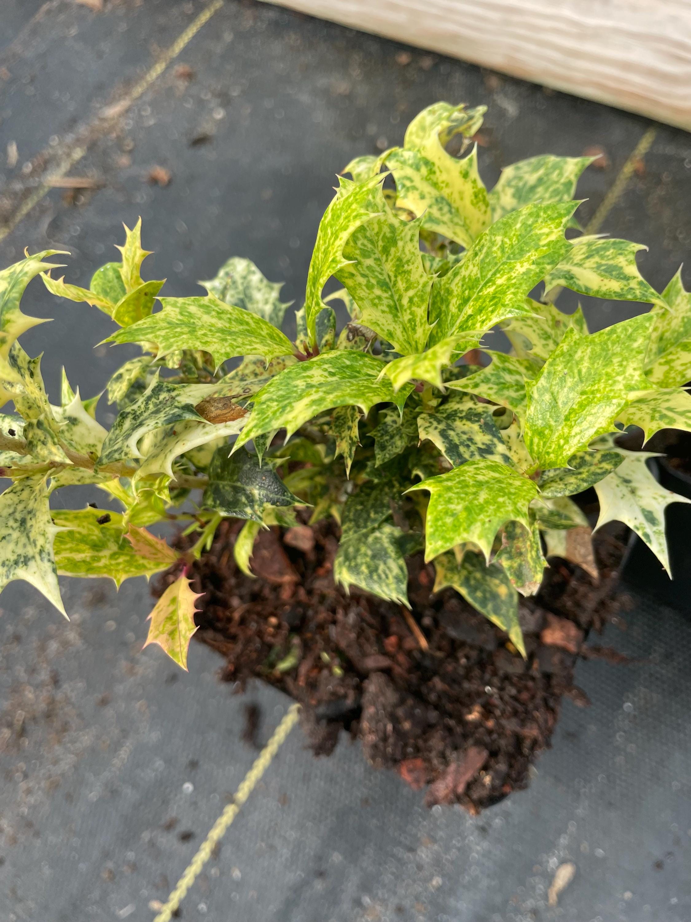 Goshiki Osmanthus – Variegated False Holly Shrub – Evergreen Foliage ...