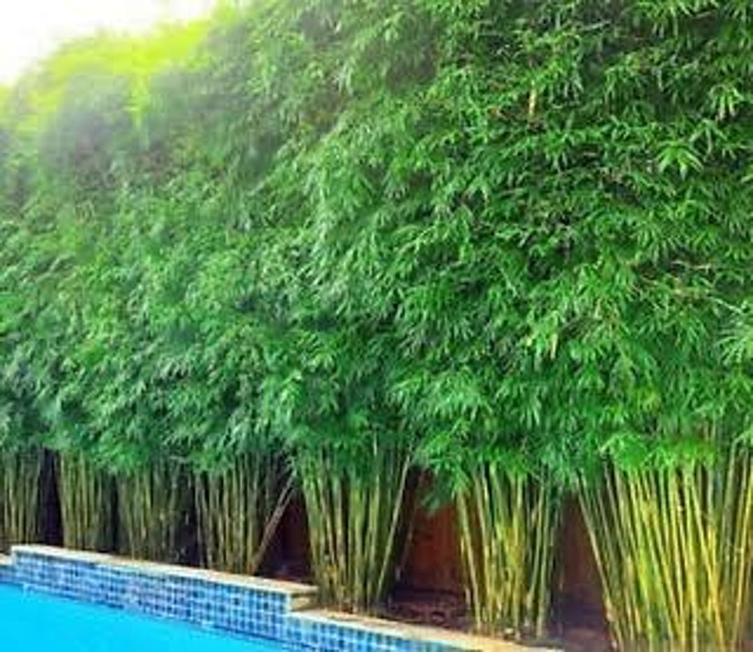 Golden Goddess Bamboo – 3 Gallon Clumping Bamboo Privacy Screen | Fast ...