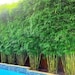 Golden Goddess Bamboo – 3 Gallon Clumping Bamboo for Privacy & Tropical ...