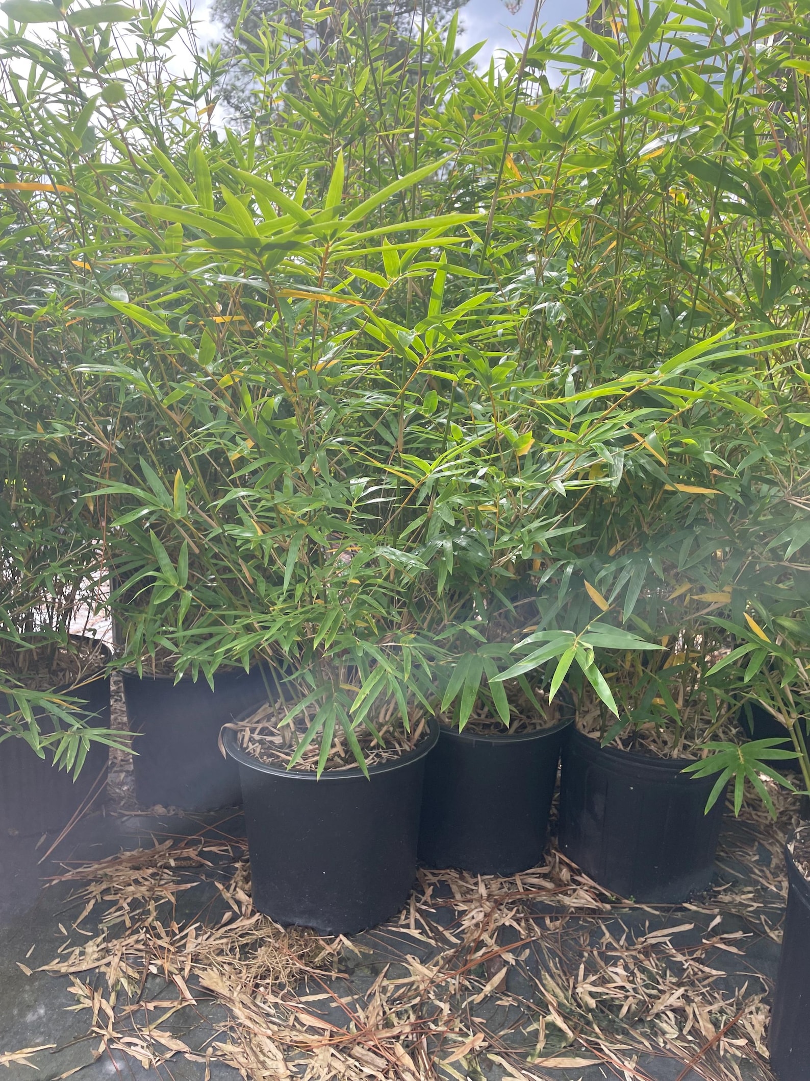 Golden Goddess Bamboo – 3 Gallon Clumping Bamboo Privacy Screen | Fast ...