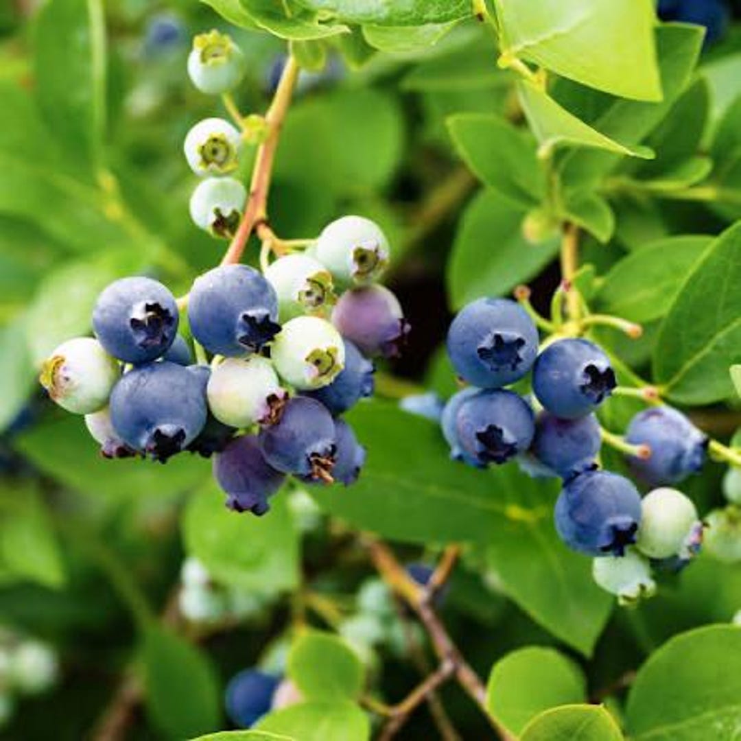 Sapphire Cascade Blueberry, Bushel Berry Collection, Weeping Blueberry ...