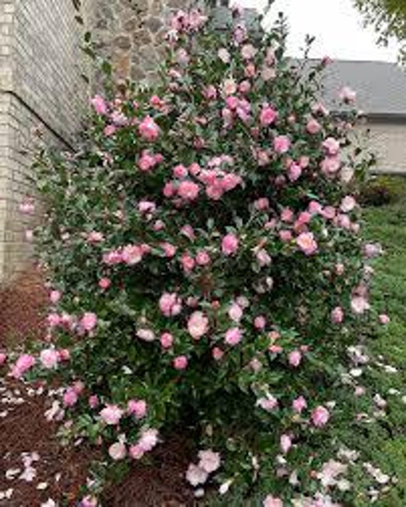 Leslie Ann Camellia Shrub: Pink & White Blooms, Evergreen Southern ...