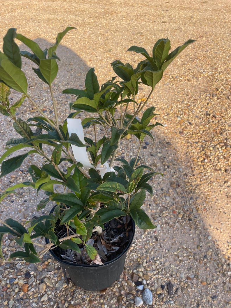 Orange Sweet Olive 1 Gallon – Osmanthus Fragrans Aurantiacus Evergreen ...