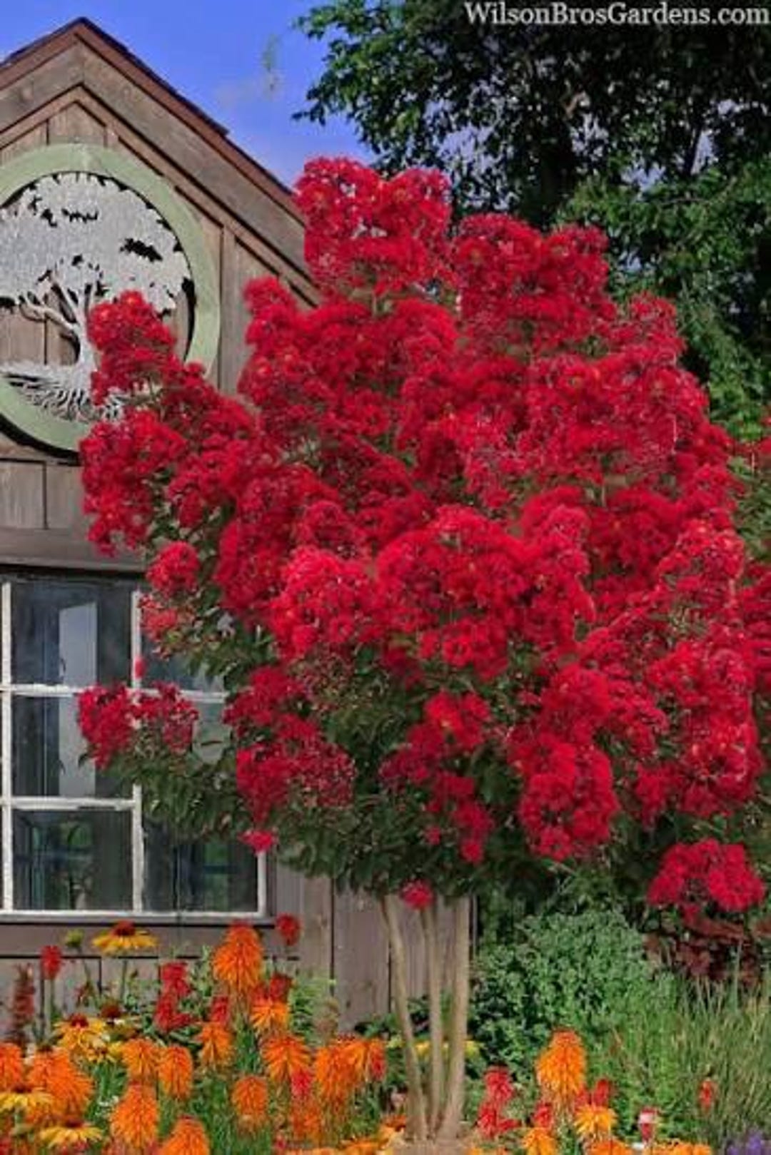 Miss Frances Crape Myrtle Tree 1 Gallon – Deep Red Blooms, 12–20 Ft ...