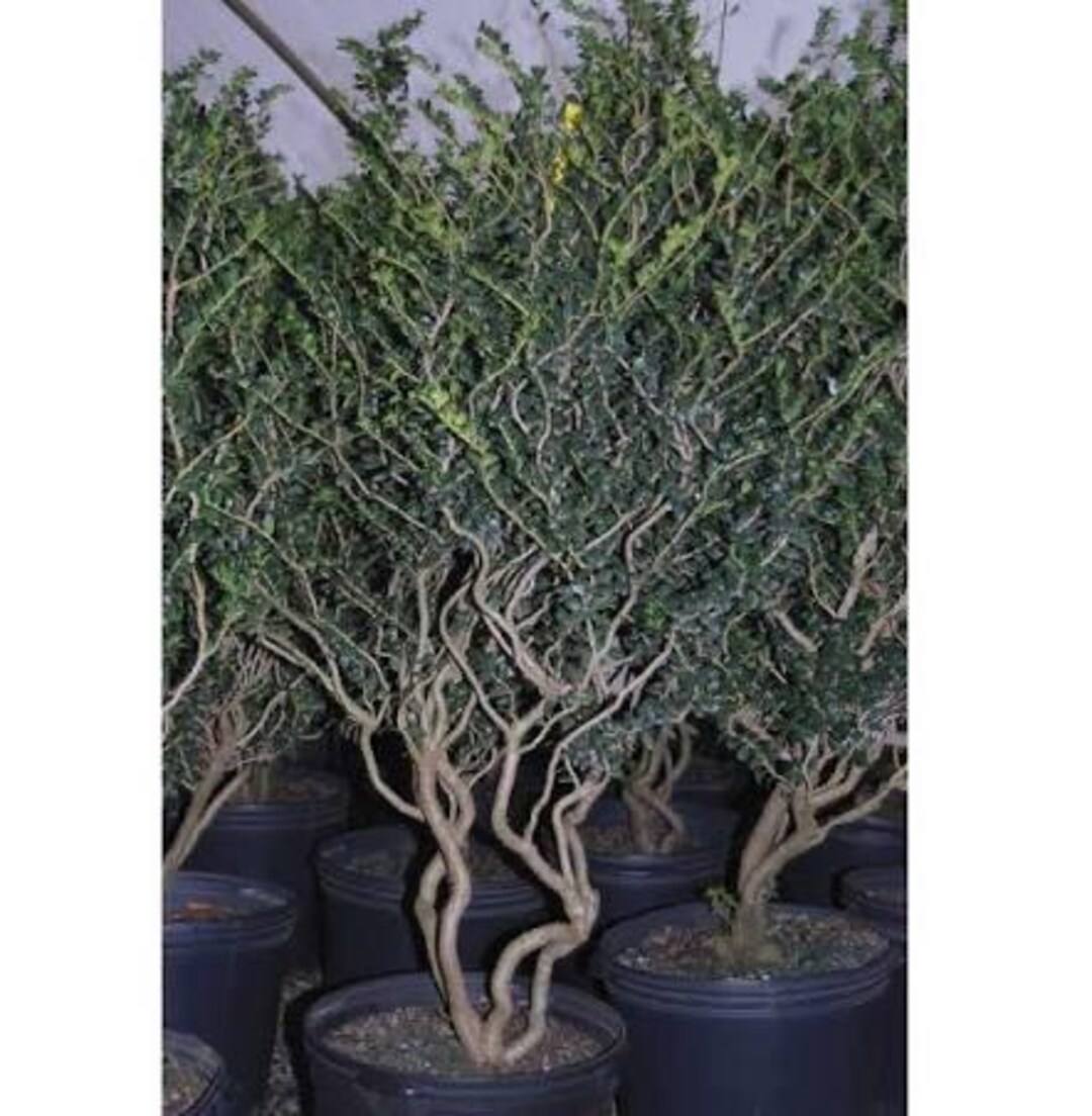 Rocky Creek Holly 1 Gallon – Ilex Crenata ‘rocky Creek’ Contorted ...