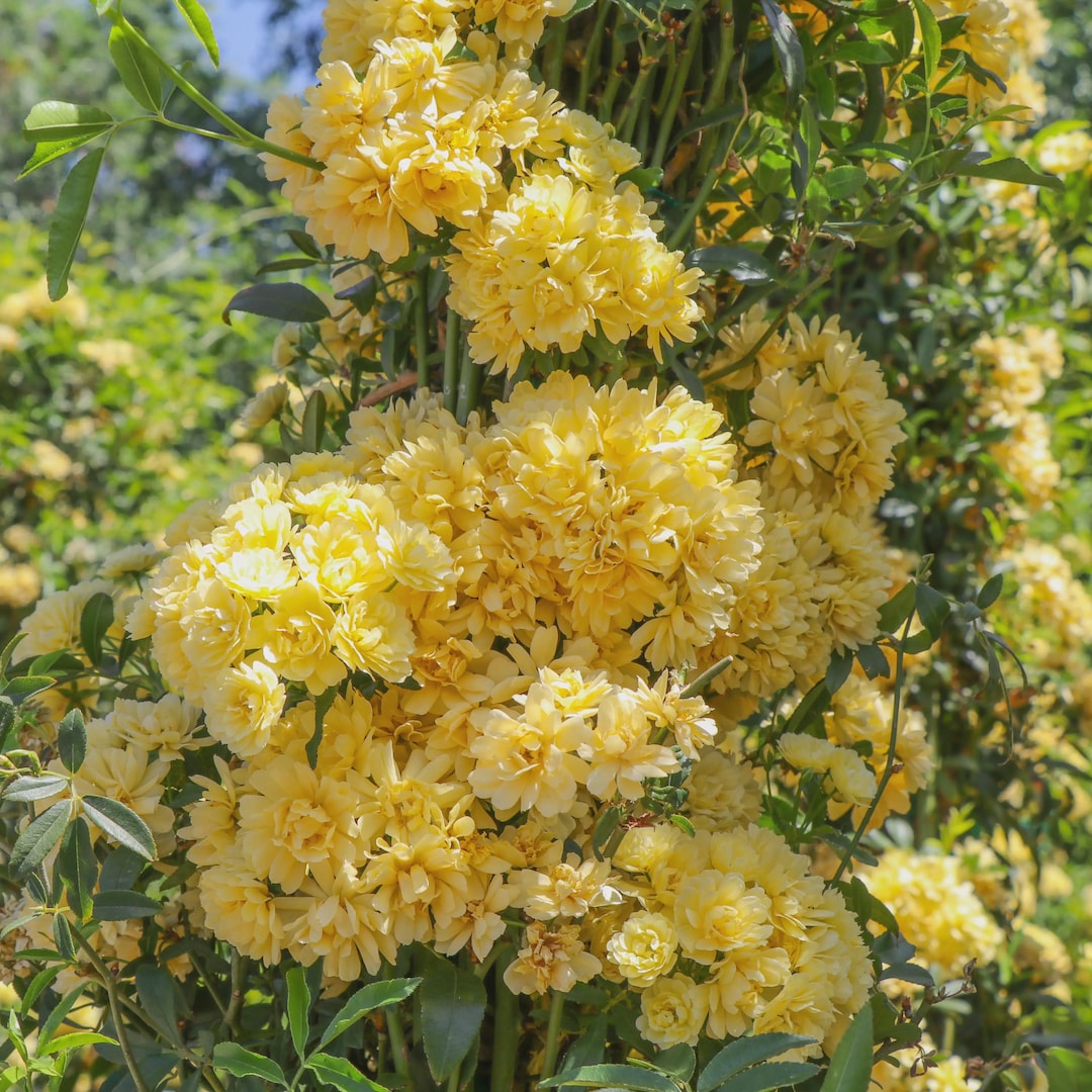 Lady Banks Climbing Rose: Thornless Yellow Perennial Vine - 2ft Starter ...
