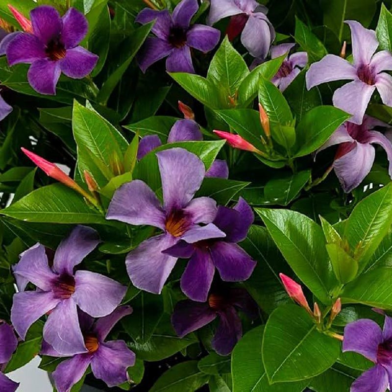 Mandevilla Trellis Vine - Etsy