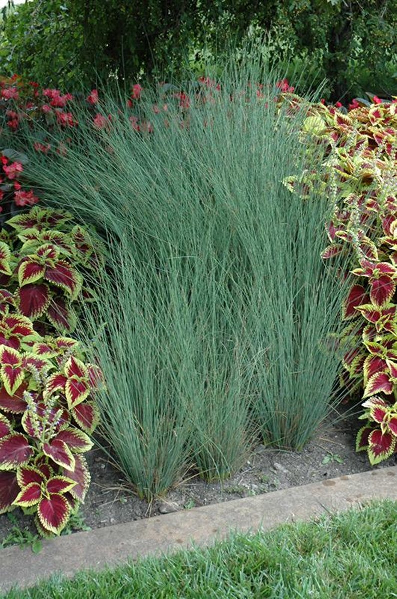 Blue Arrows Juncus 1 Gallon | Upright Blue-green Rush | Rain Garden ...