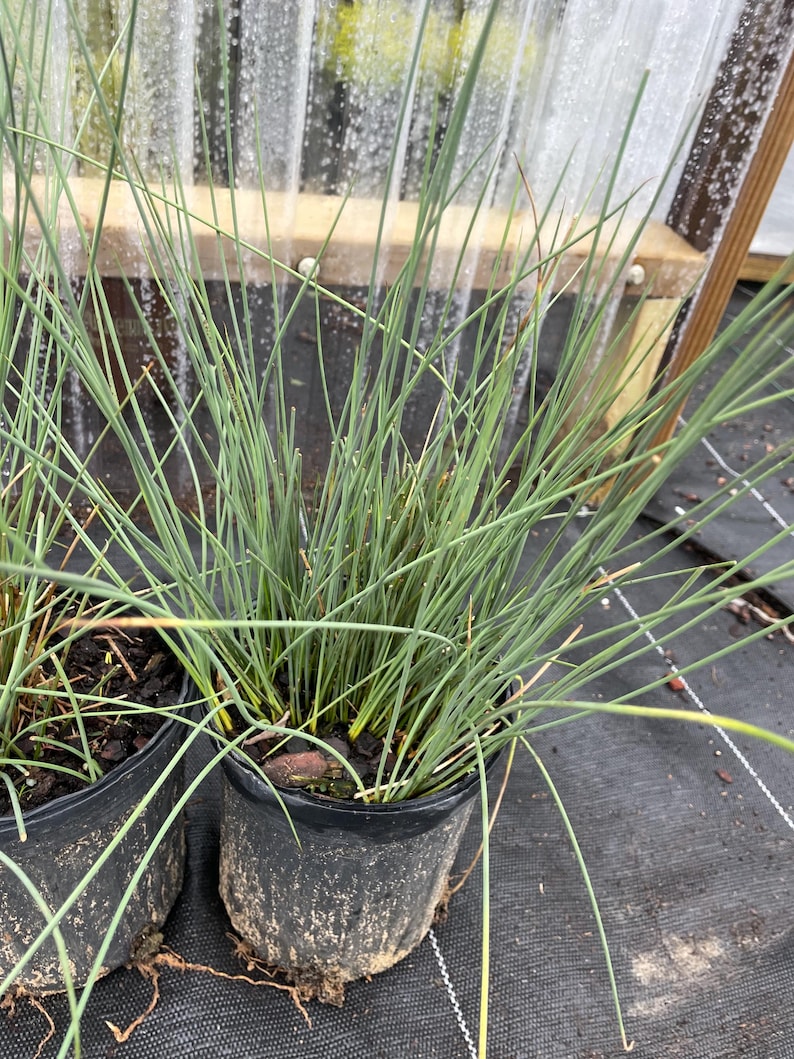 Blue Arrows Juncus 1 Gallon | Upright Blue-green Rush | Rain Garden ...