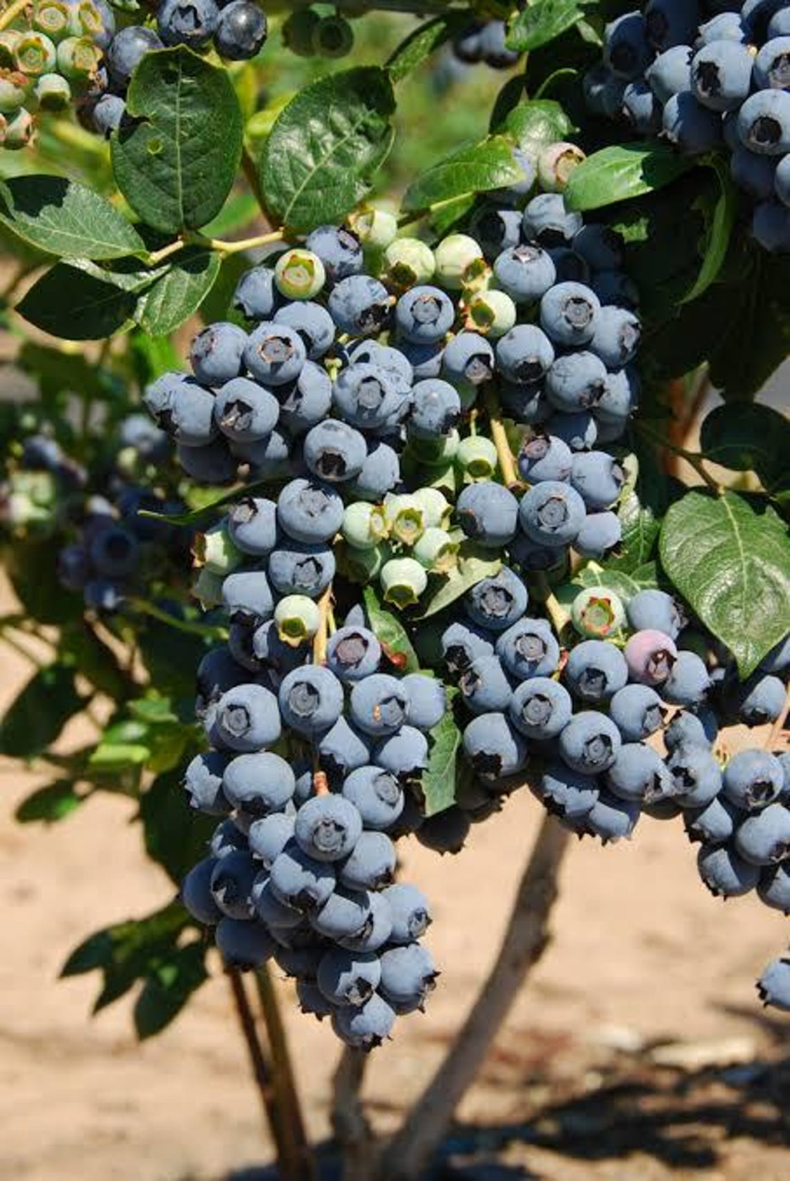 Powder Blue Blueberry Bush: Late-season Rabbit Eye Variety - Etsy