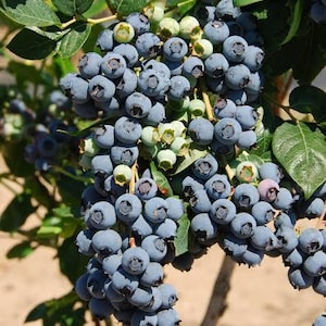 Powder Blue Blueberry Bush: Late-season Rabbit Eye Variety - Etsy