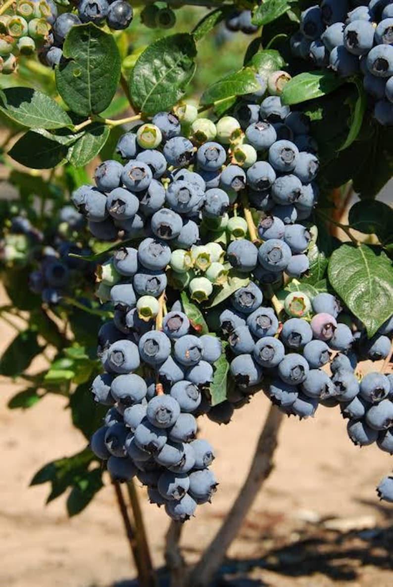 Powder Blue Blueberry Bush: Late-season Rabbit Eye Variety - Etsy