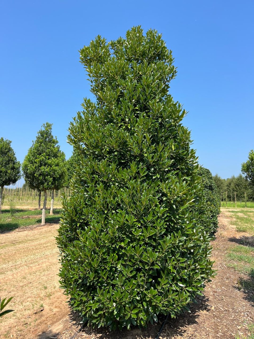 Screenplay Holly – Fast-growing Privacy Hedge, Dense Evergreen Foliage ...