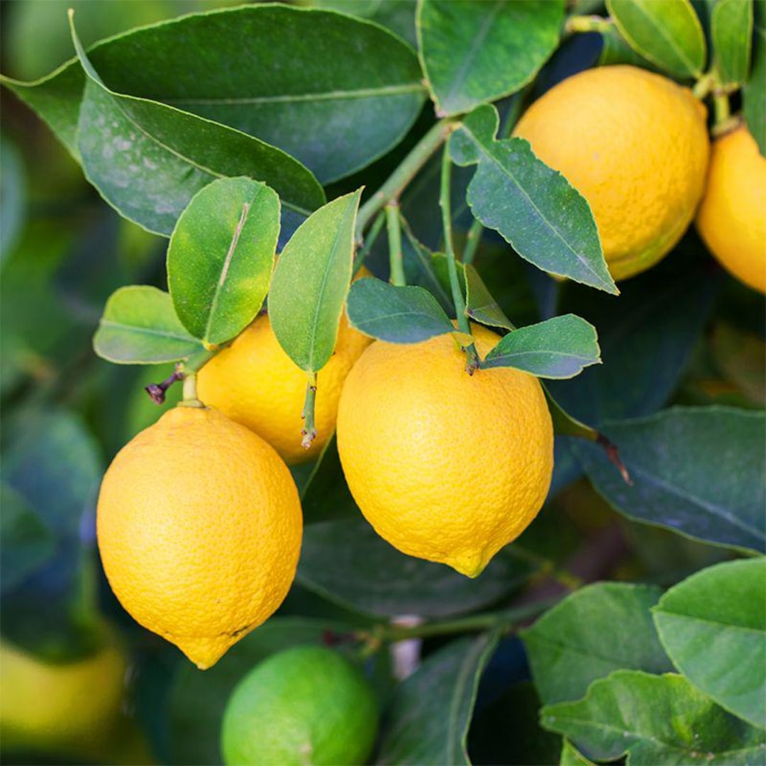 Lisbon Lemon Tree - Etsy