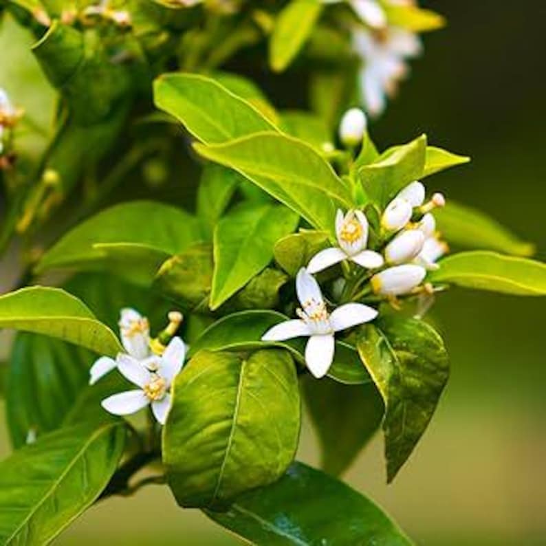 Owari Satsuma Tree 2–3 Ft Tall | Cold Hardy Citrus Tree Grafted | Sweet ...