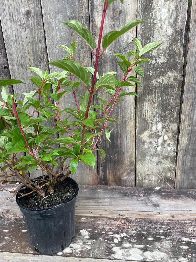 Strawberry Sundae Hydrangea 1 Gallon Live Plant | Compact Pink Panicle ...