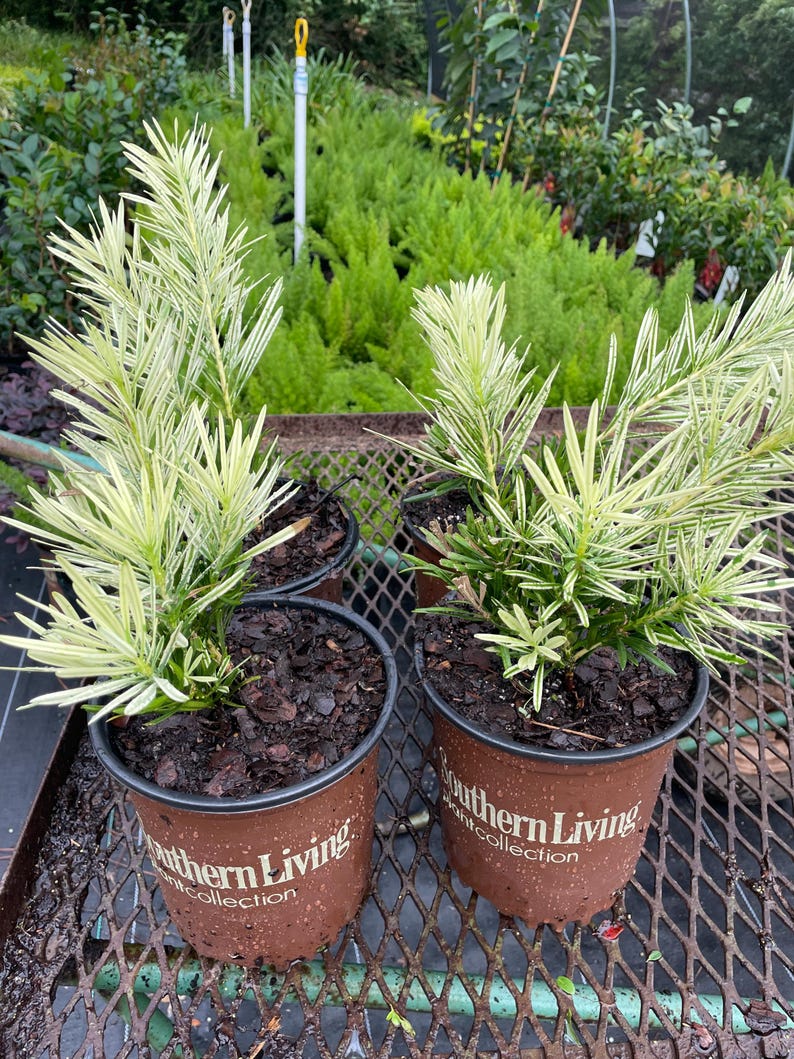 Variegated Roman Candle Podocarpus: Upright Evergreen Shrub - Southern ...