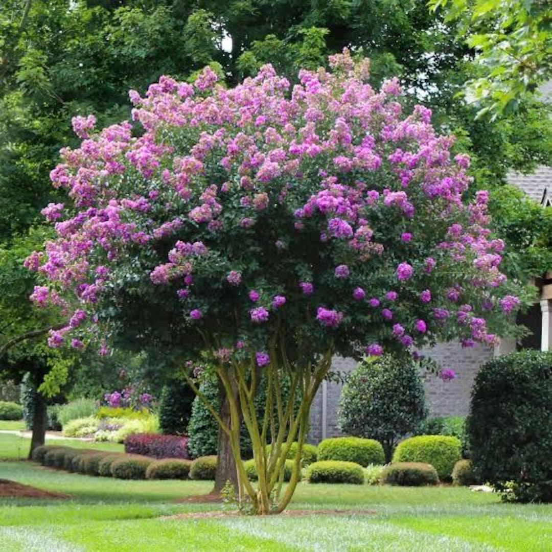 Muskogee Crape Myrtle Tree: Lavender Blooms, Heat & Drought Tolerant (1 ...