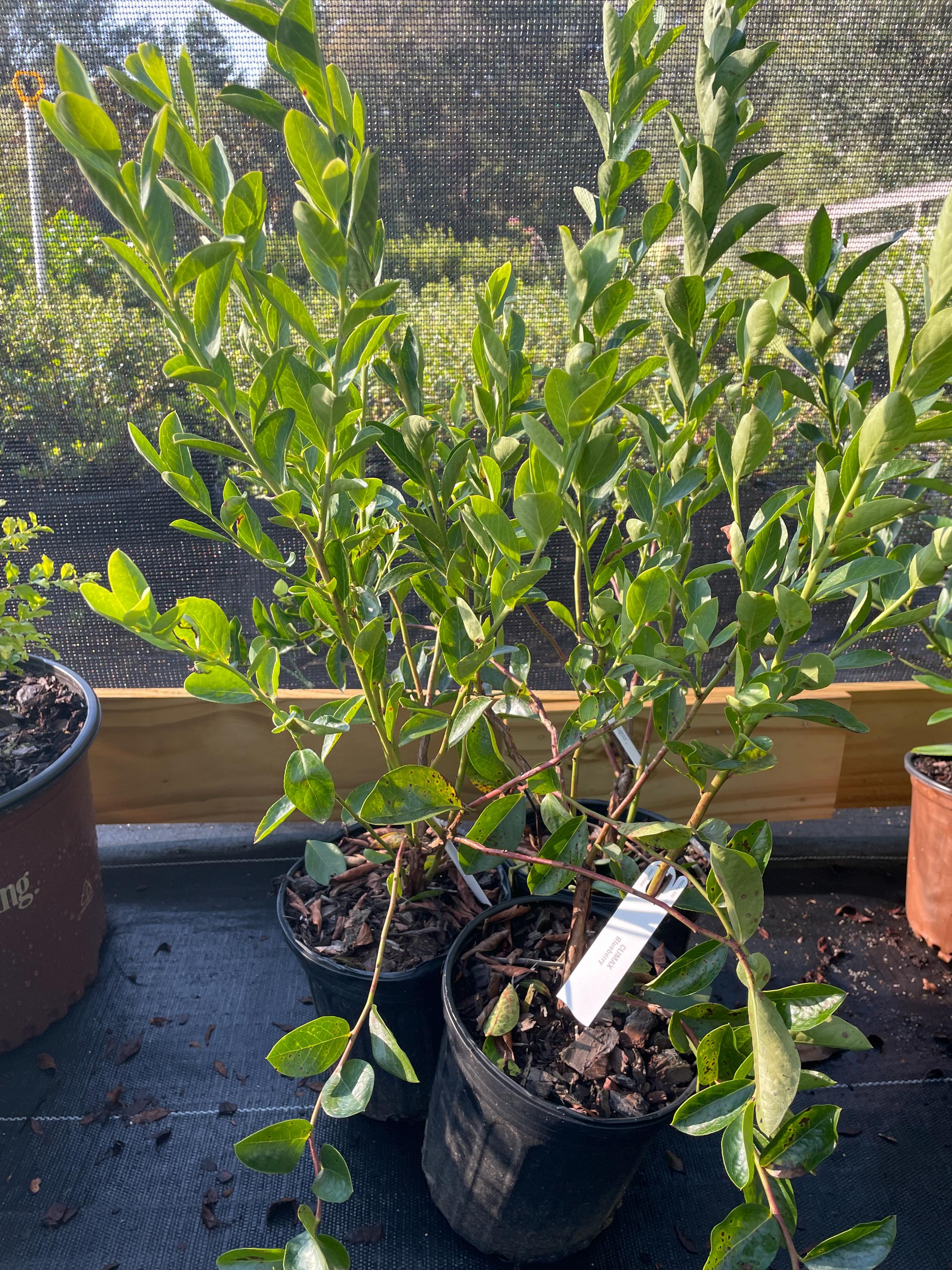 Powder Blue Blueberry Bush: Late-season Rabbit Eye Variety - Etsy