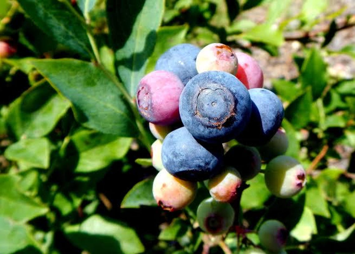 Powder Blue Blueberry Bush: Late-season Rabbit Eye Variety - Etsy