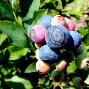 Powder Blue Blueberry Bush: Late-season Rabbit Eye Variety - Etsy