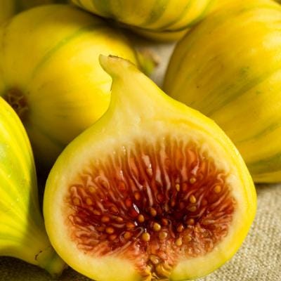 LSU Gold Fig Tree – Live Fruit Tree in 1 Gallon Pot | Sweet Golden Figs ...