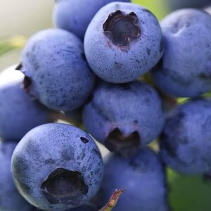 Powder Blue Blueberry Bush: Late-season Rabbit Eye Variety - Etsy