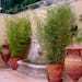 Golden Goddess Bamboo – 3 Gallon Clumping Bamboo Privacy Screen | Fast ...