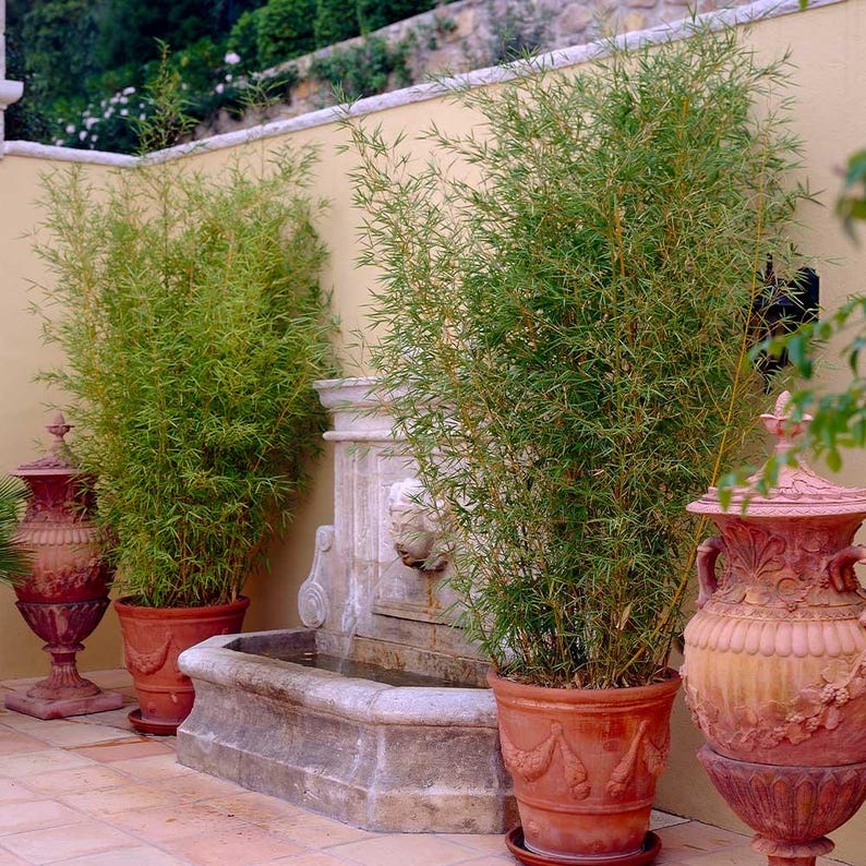Golden Goddess Bamboo – 3 Gallon Clumping Bamboo Privacy Screen | Fast ...