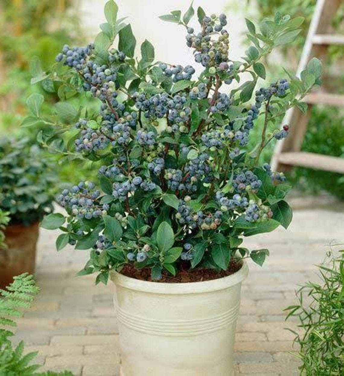 Powder Blue Blueberry Bush: Late-season Rabbit Eye Variety - Etsy