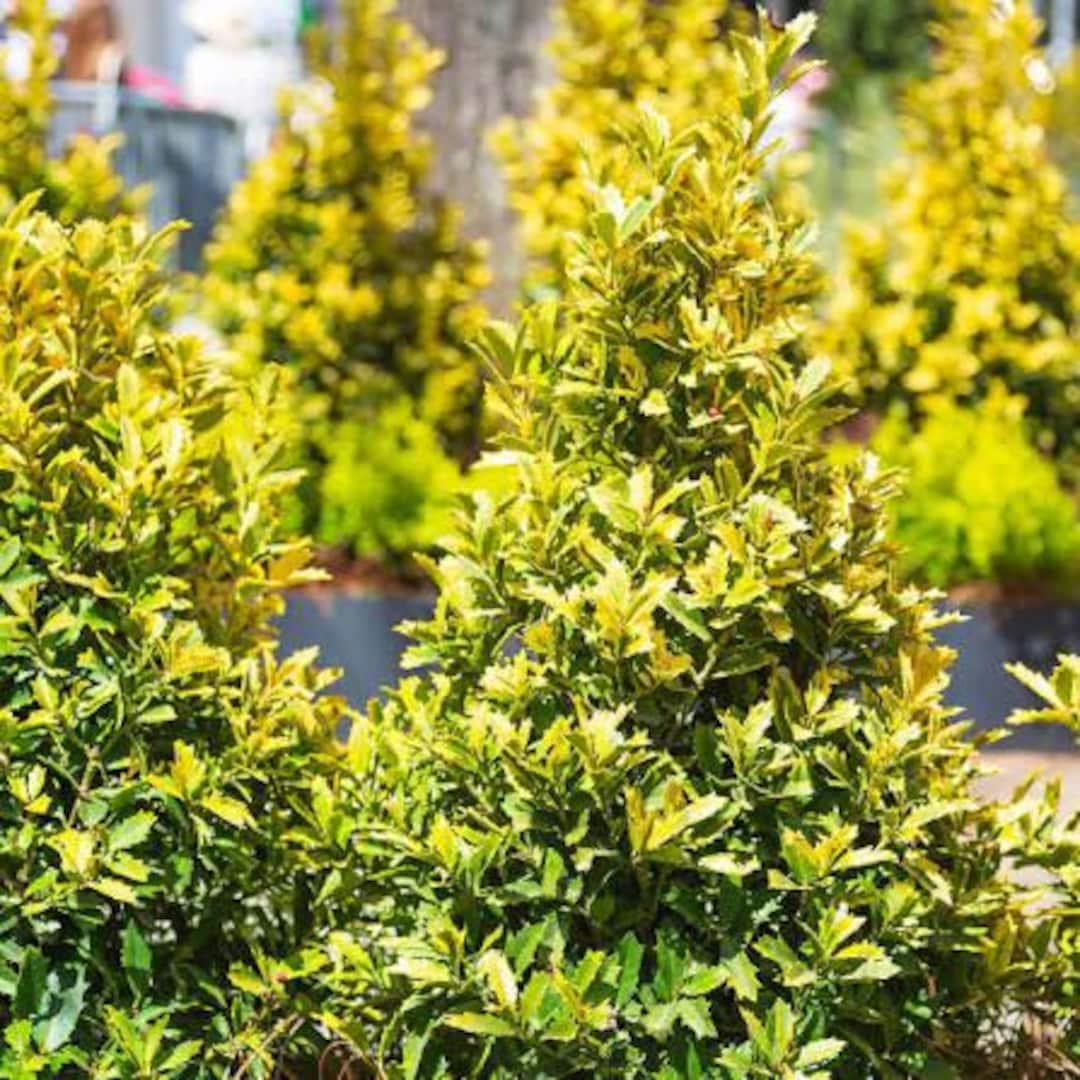 Golden Oakland Holly Shrub - Southern Living Plant Collection (1 Gallon ...