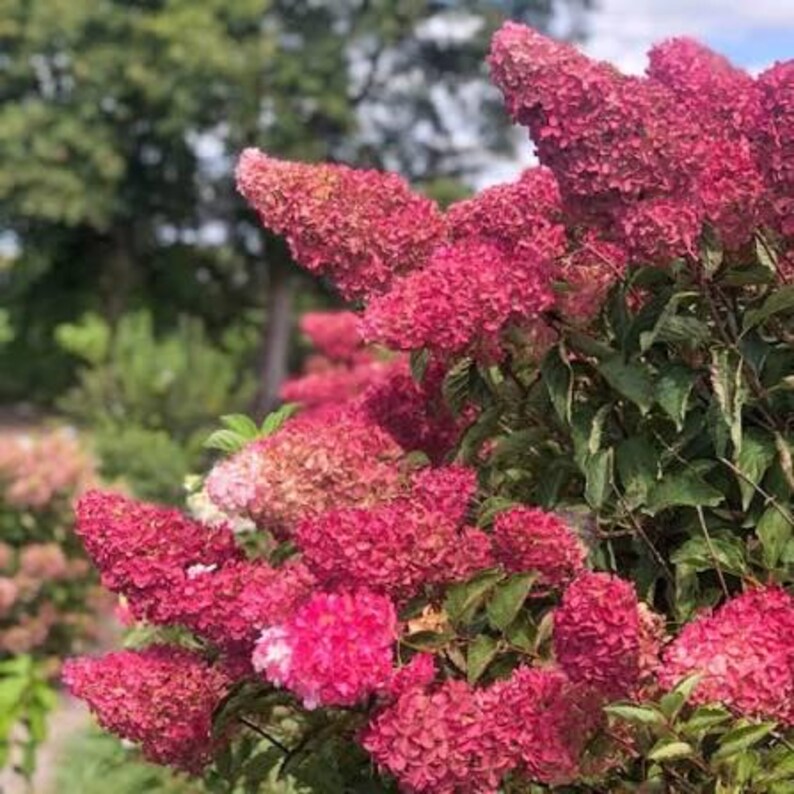 Berry White Hydrangea Tree Shrub – First Editions Panicle Hydrangea ...