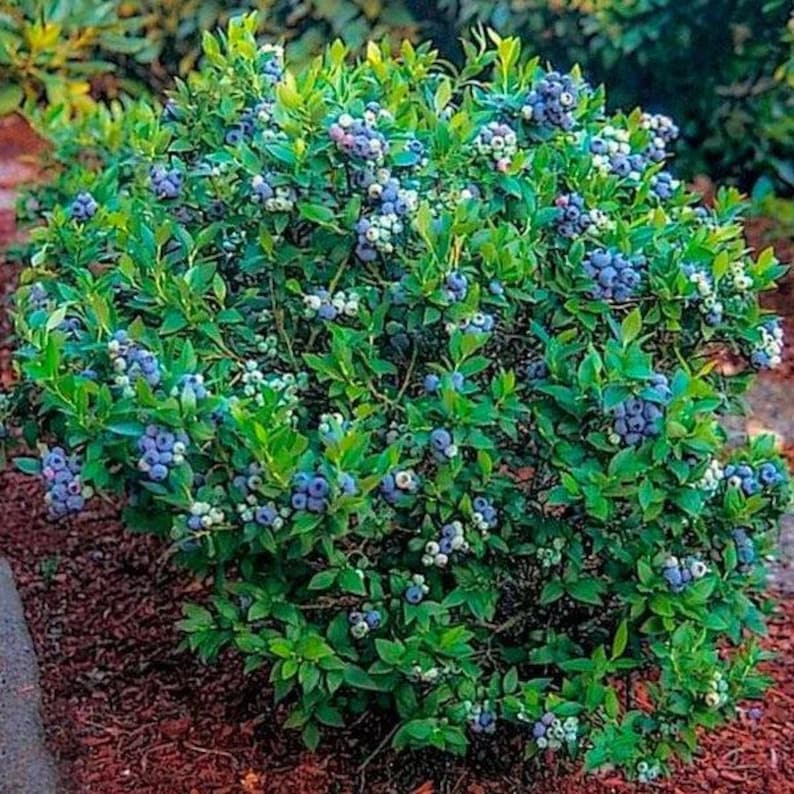 Powder Blue Blueberry Bush: Late-season Rabbit Eye Variety - Etsy