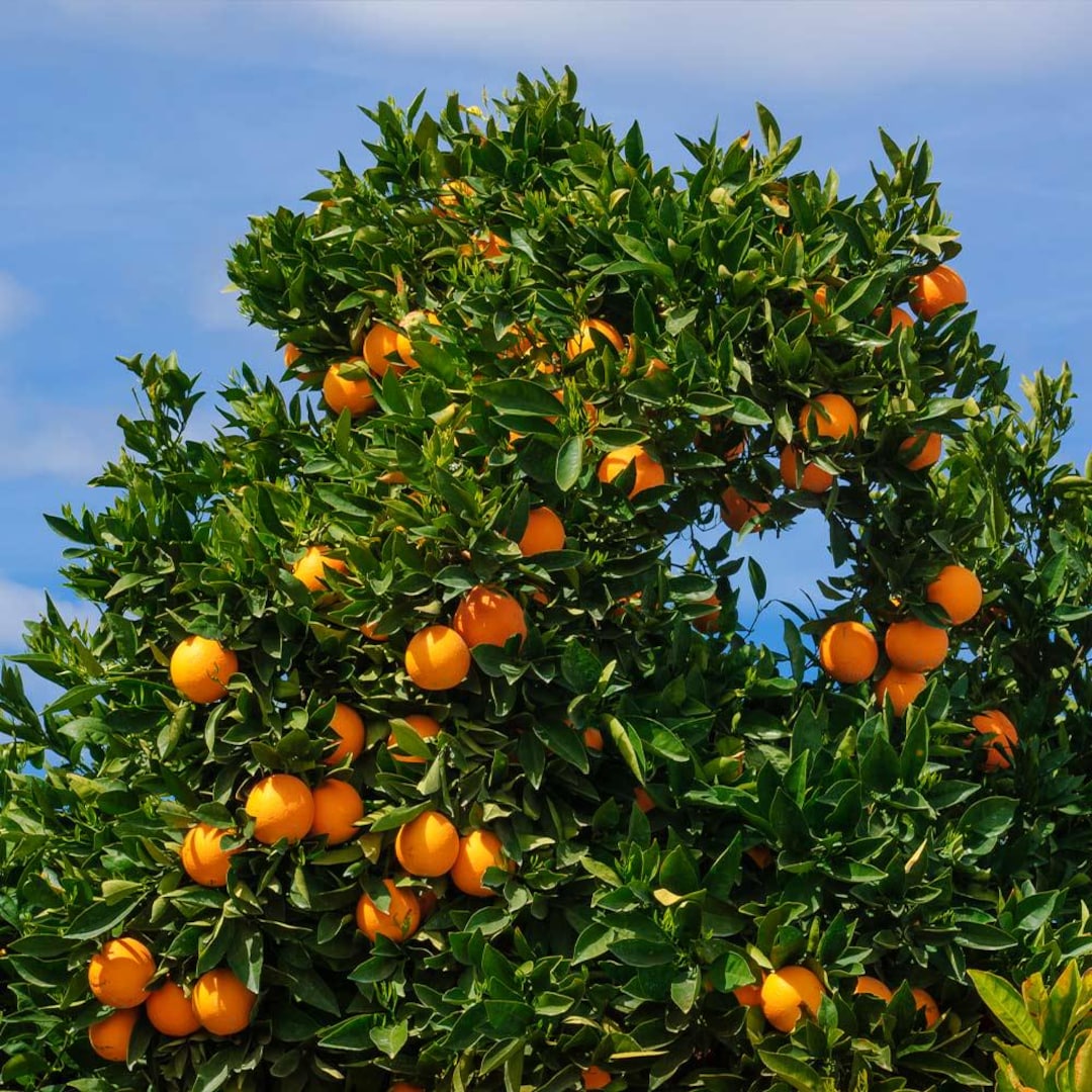 Cara Cara Red Navel Orange Tree: Seedless & Sweet - Etsy