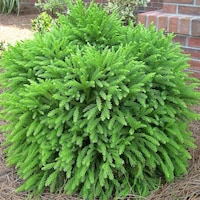 Picea Engelmannii 'blue Magoo' - Engelmann Spruce - 18" Tall - 1 Gallon ...